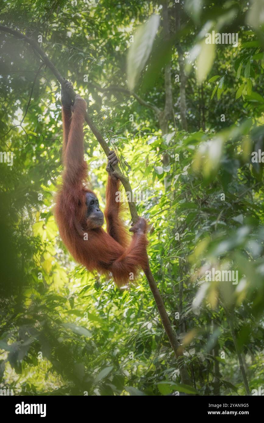 Sumatran orangutan climbing tree hi-res stock photography and images ...