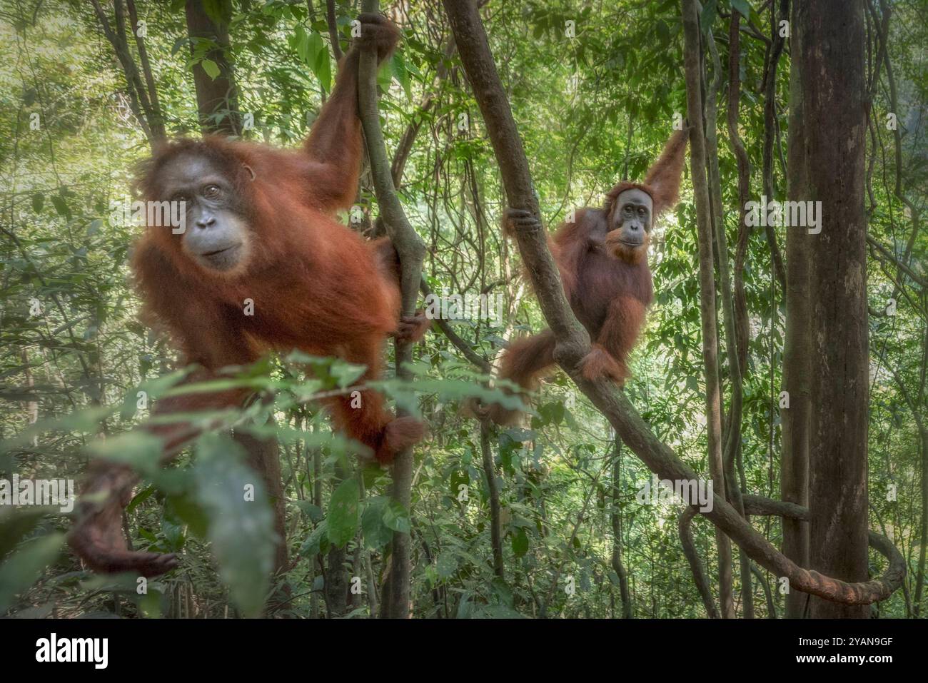 two orangutans swinging in three tops looking at camera. SUMATRA ...