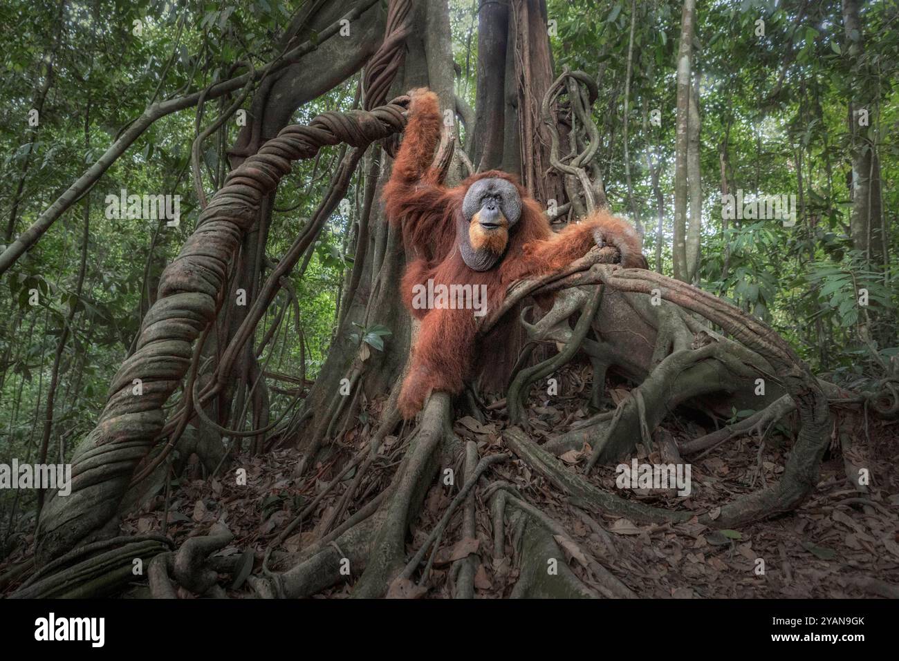 orangutan posed on big tree roots with both arms entwined with roots ...
