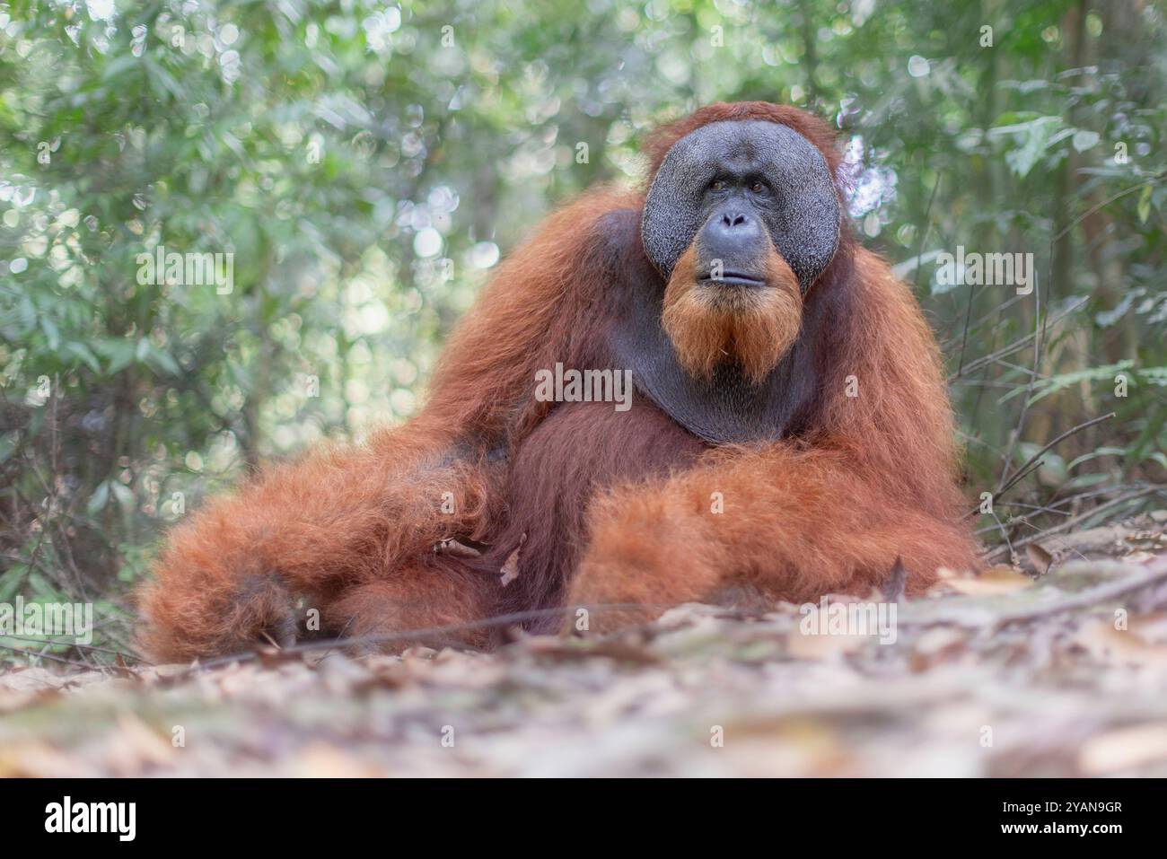 Orangutan laying down on ground. SUMATRA, INDONESIA: BREATH-TAKING ...