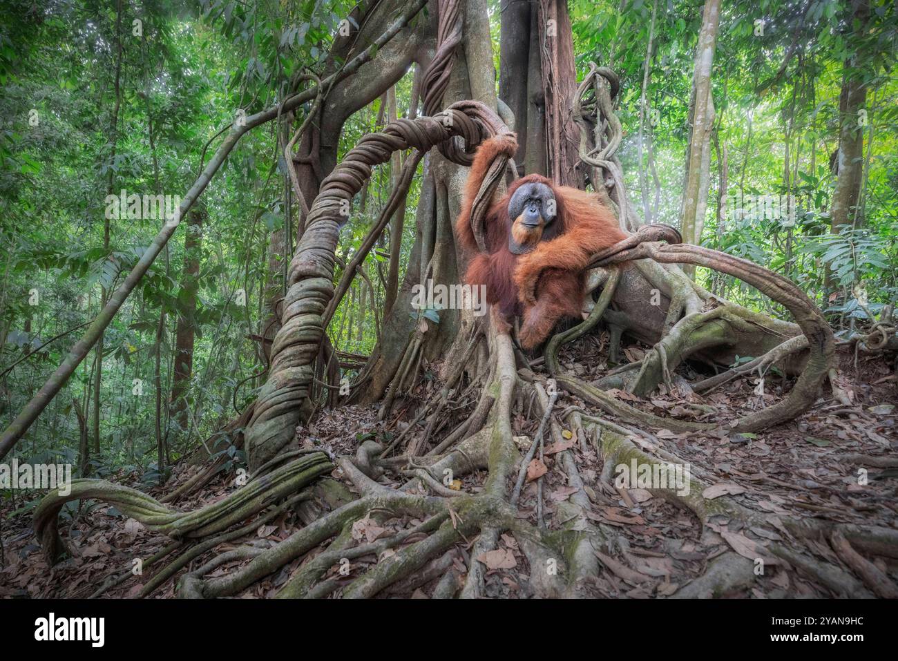 orangutan posed on big tree roots with right arm entwined with roots ...