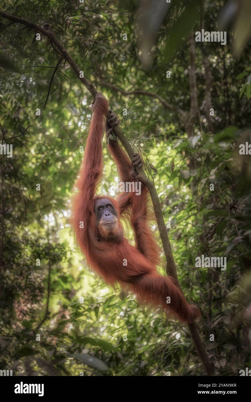 orangutan posed on big branch looking at camera with one leg down and ...
