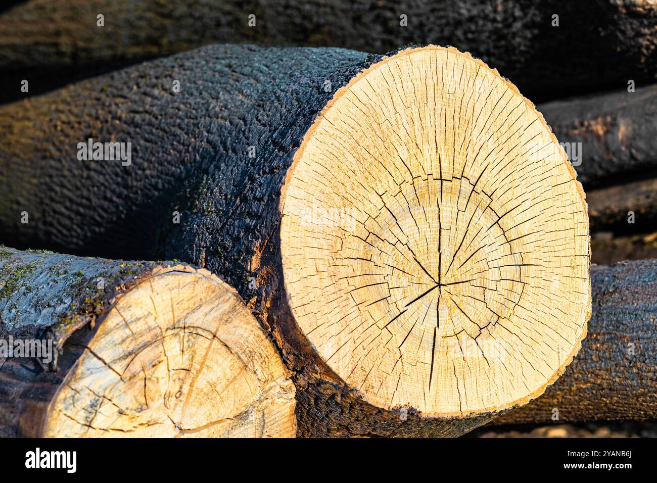 close-up photos of felled tree trunks. trunks of cut trees lie in the ...