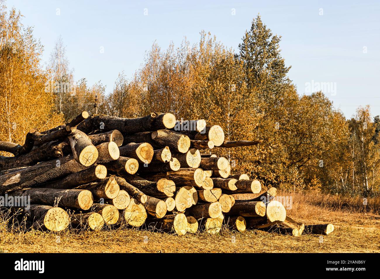 trunks of cut trees lie in the forest. processed trunks of felled trees ...