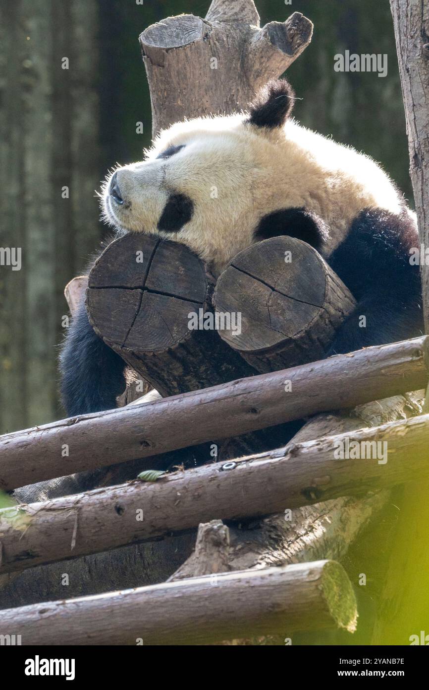 A giant panda eats fresh bamboo at the Chengdu Research Base of Giant ...