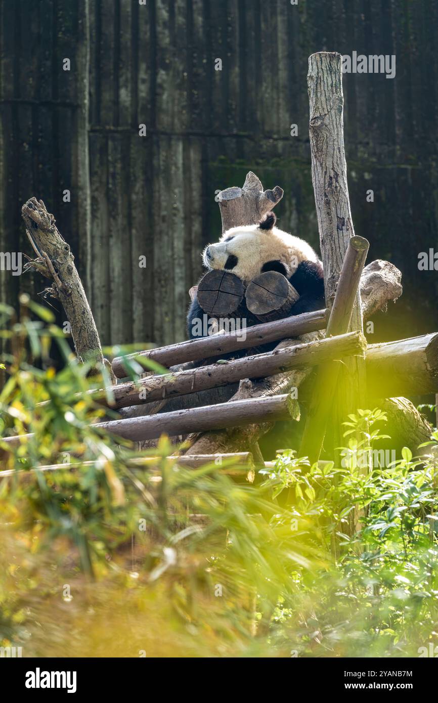 A giant panda eats fresh bamboo at the Chengdu Research Base of Giant ...