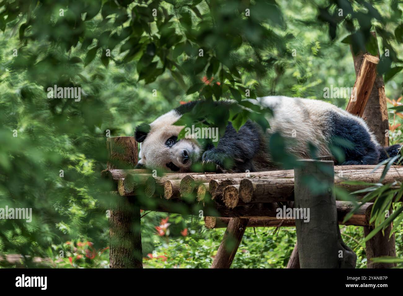 A giant panda eats fresh bamboo at the Chengdu Research Base of Giant ...