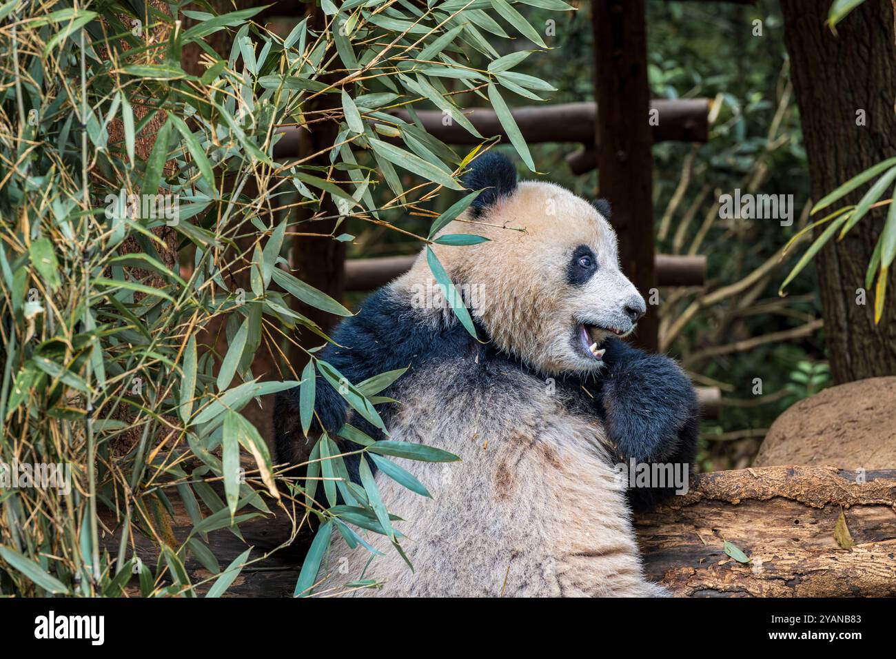 A giant panda eats fresh bamboo at the Chengdu Research Base of Giant ...