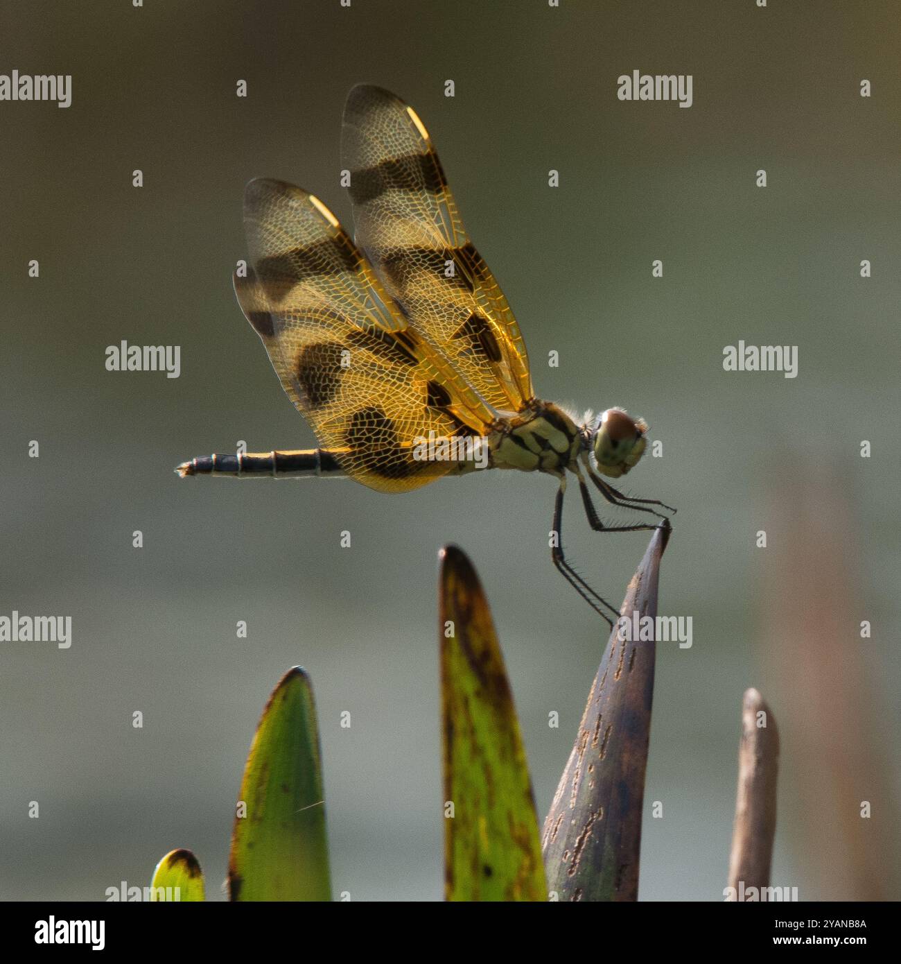 Dragonfly species distribution hi-res stock photography and images - Alamy