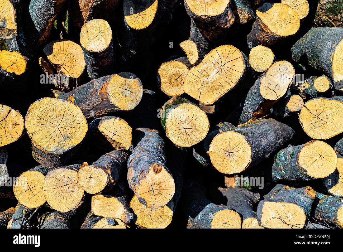 close-up photos of felled tree trunks. trunks of cut trees lie in the ...