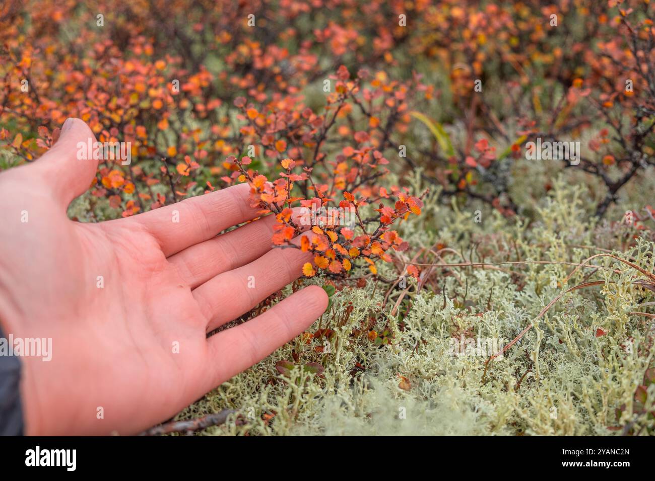 Biologist studies the colorful lichen and autumn leaves in the tundra ...