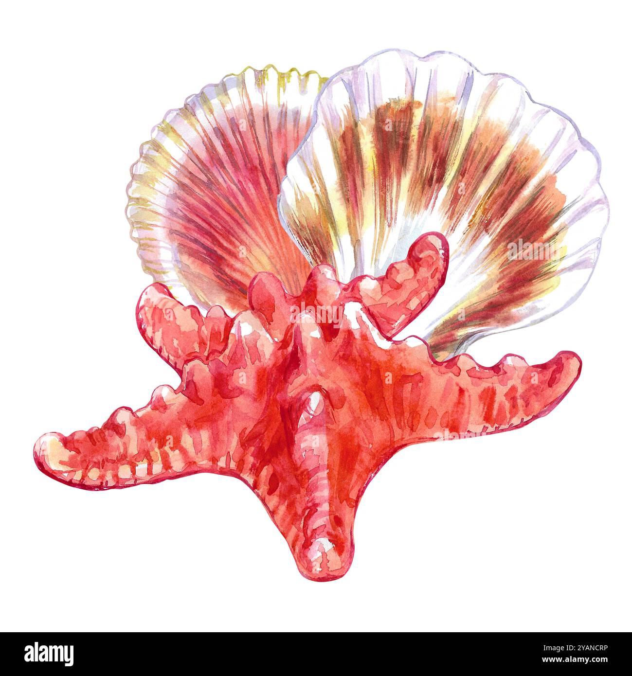 Seashell composition of Starfish and two Calico Scallop in watercolor ...
