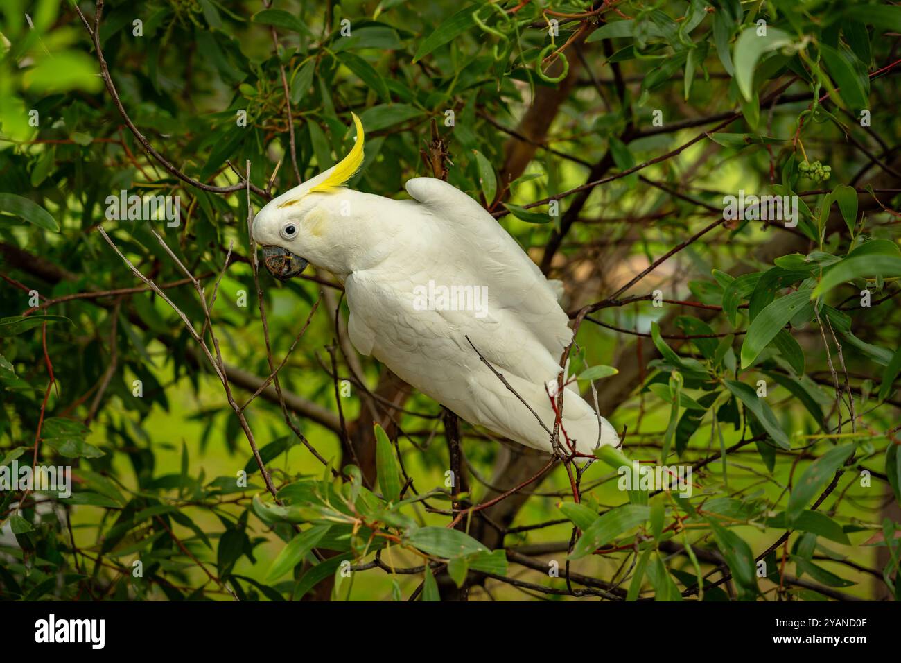 White cockatoo sitting on the tree branch Stock Photo - Alamy