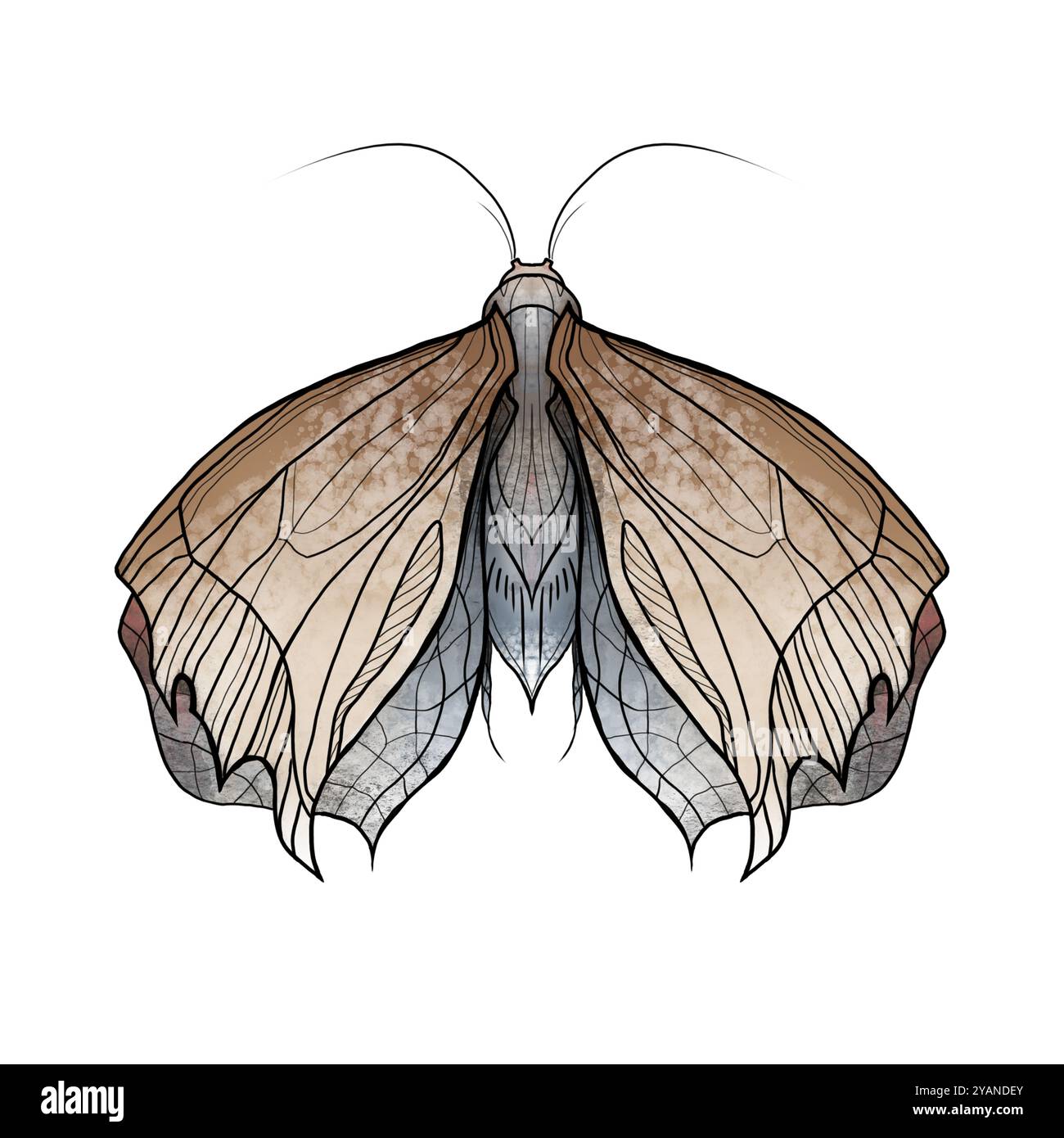 Aesthetic butterfly hi-res stock photography and images - Alamy