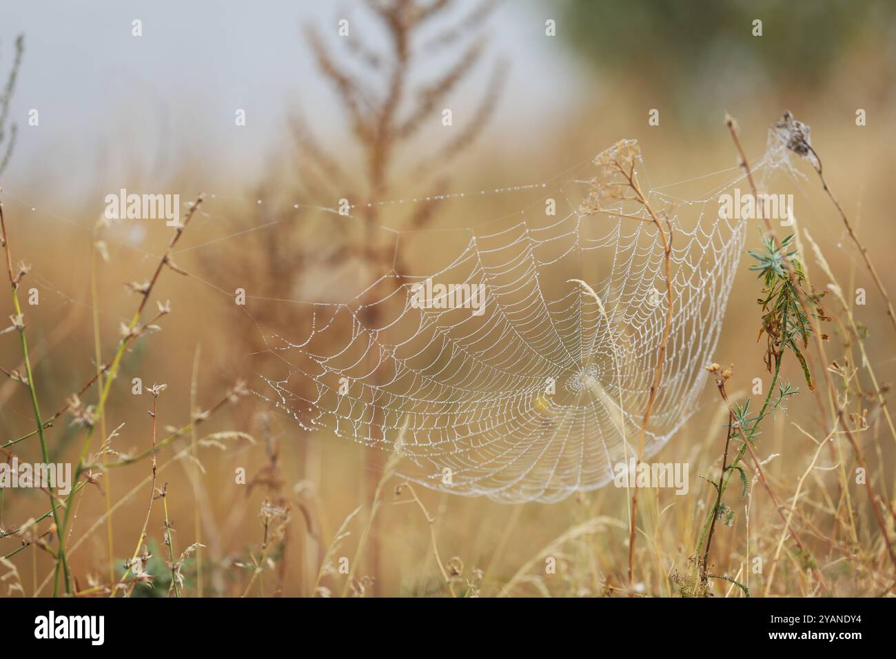 Water drops on the spider web hi-res stock photography and images - Alamy