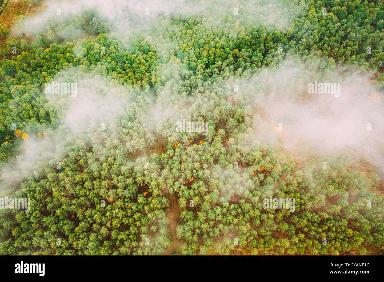 Aerial view of a logging zone cuts through forest. Top view of bush ...
