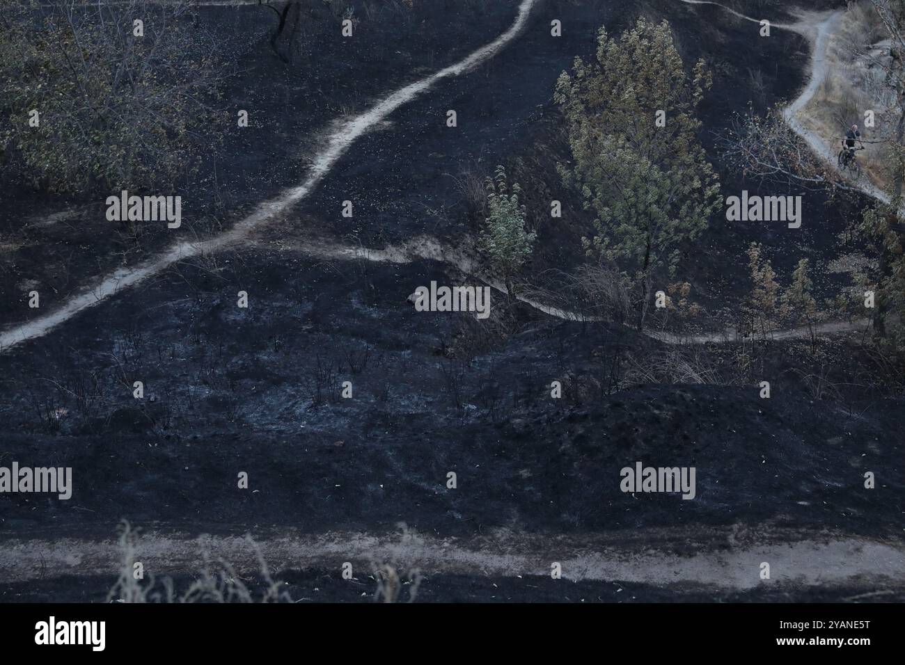 Landscape after the fire with burnt forest and ash Stock Photo - Alamy