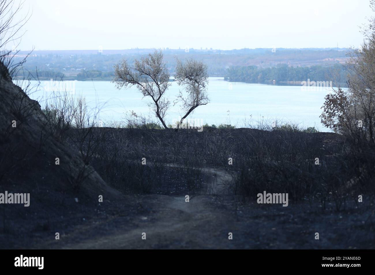 Landscape after the fire with burnt forest and ash Stock Photo - Alamy