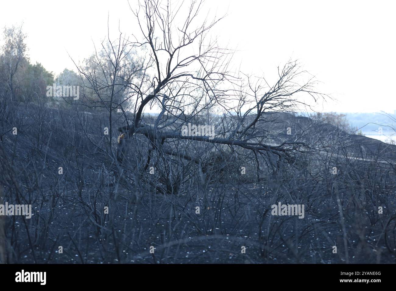 Landscape after the fire with burnt forest and ash Stock Photo - Alamy
