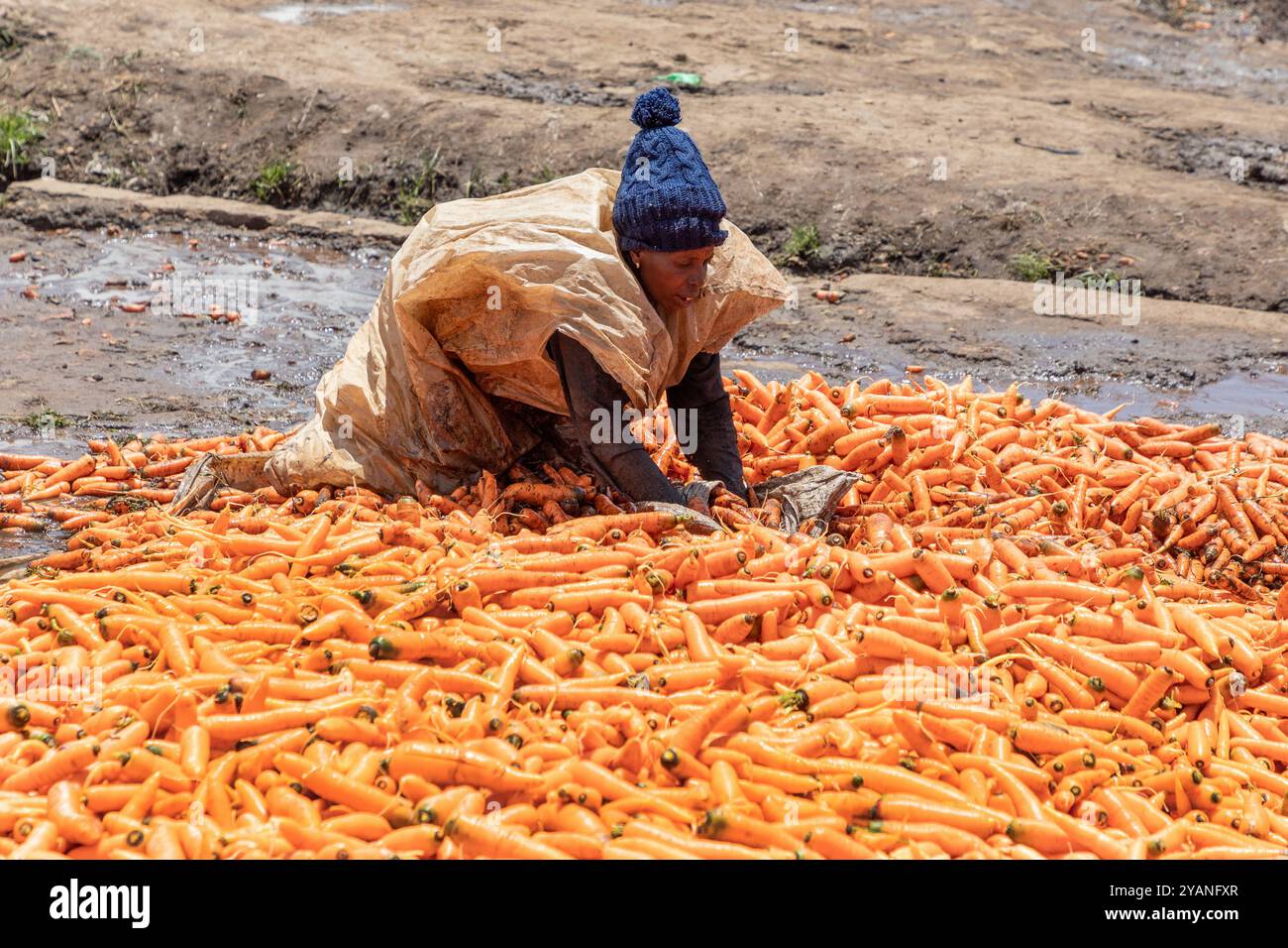 Local women washing a carrot crop before it get s bagged an taken off ...