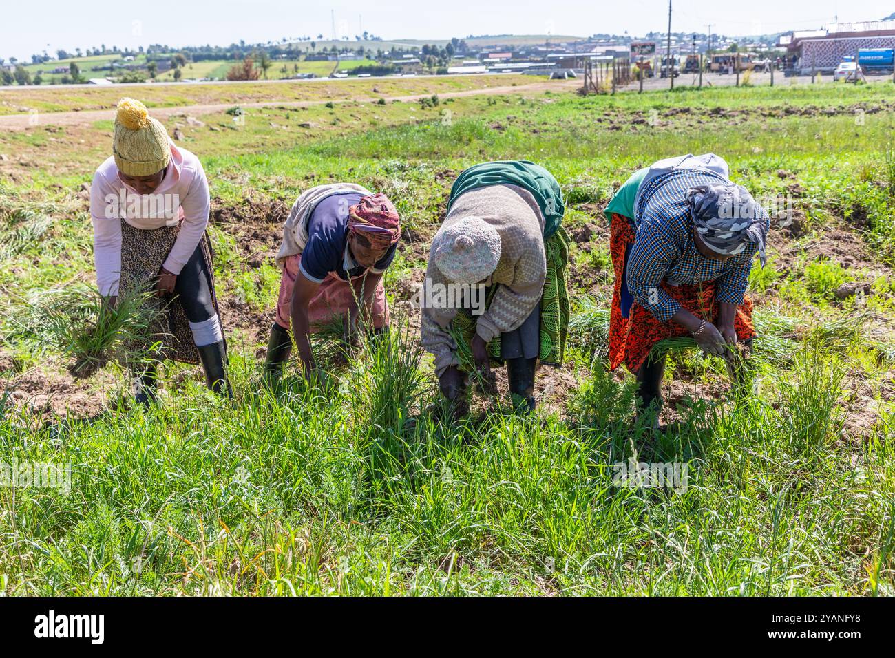 Women tending and hand weeding a field with a crop of carrots in the ...