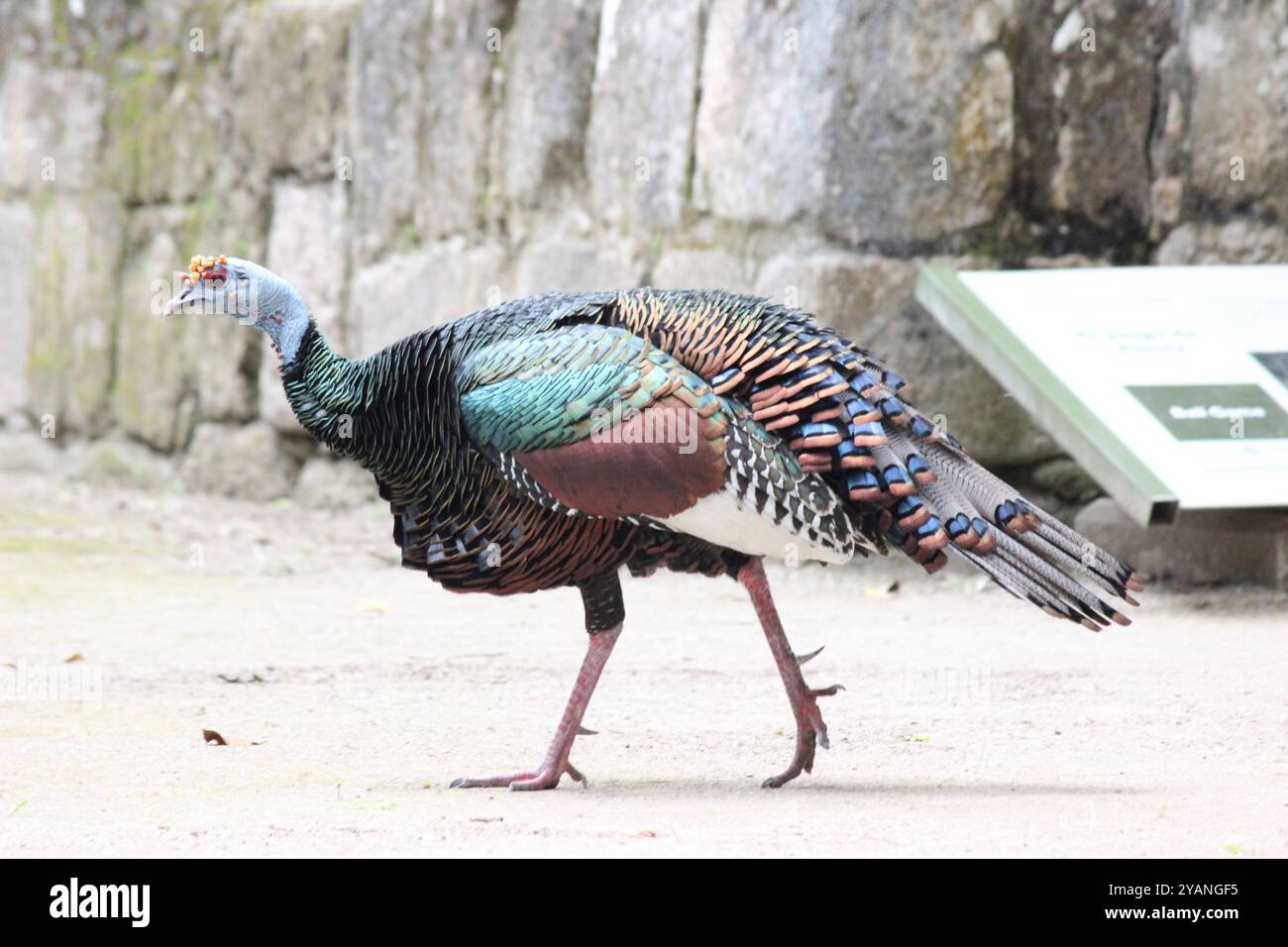 a turkey as a well known bird a turkey as a strong symbol Stock Photo ...