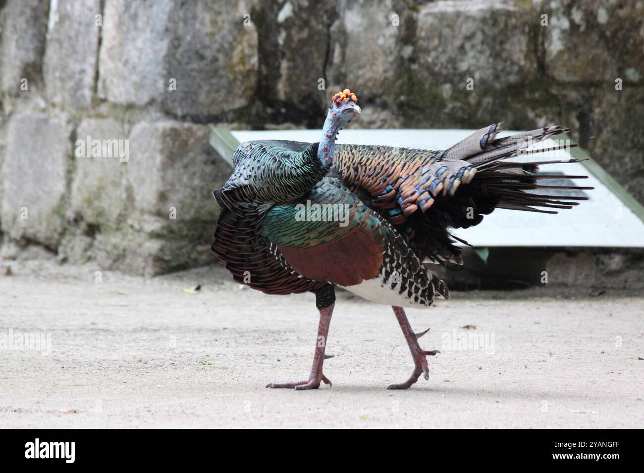 a turkey as a well known bird a turkey as a strong symbol Stock Photo ...