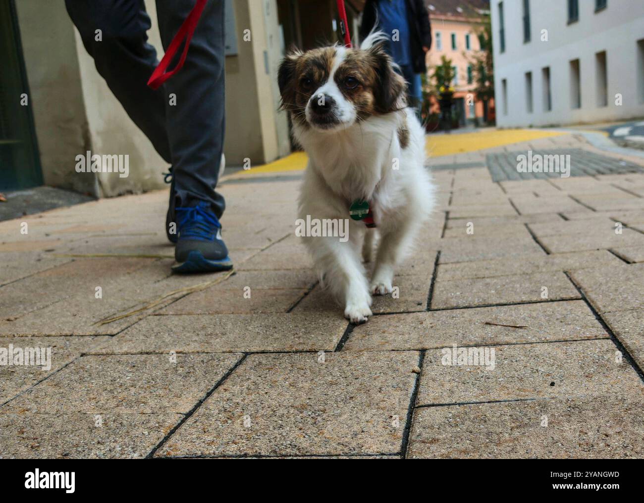 the pet owner taking the dog for a walk outside pet owner taking dog ...