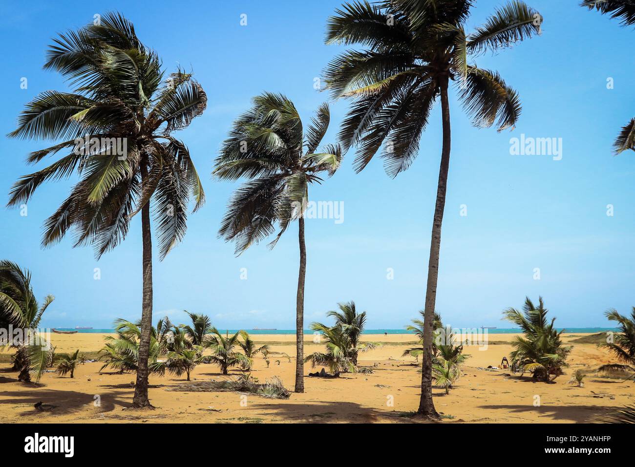 Ocean Seaside with the Palm Trees and Sandy Beach in Togo, West Africa ...