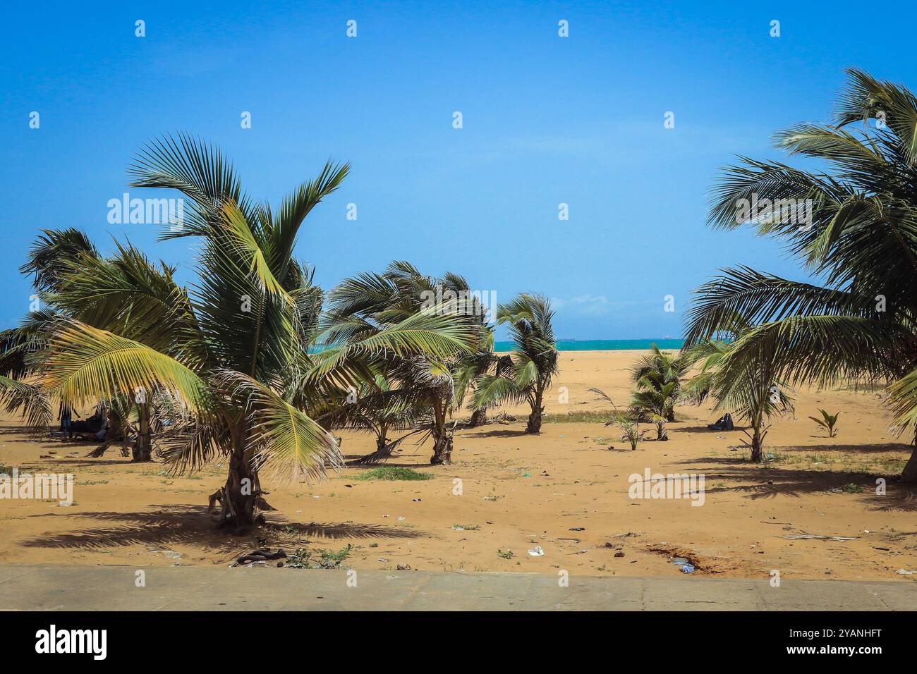 Ocean Seaside with the Palm Trees and Sandy Beach in Togo, West Africa ...
