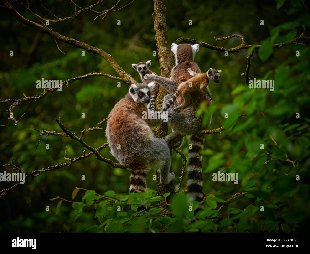 Popular animals of monkey species. Black and white animal. Group of ...