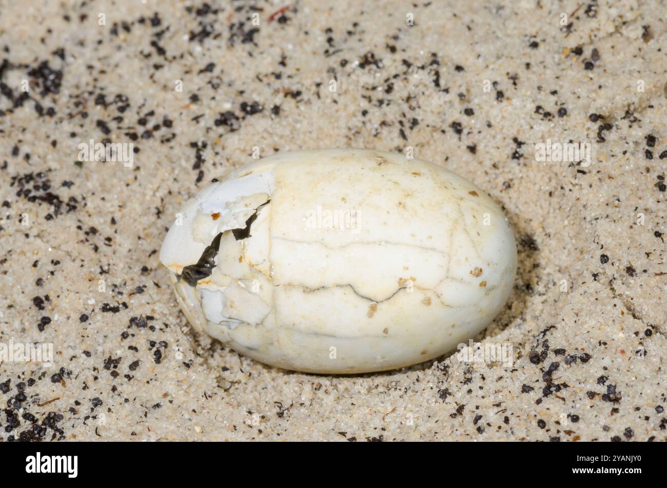 European Pond Tortoise (Emys orbicularis) Hatching from egg. Sussex, UK Stock Photo - Alamy
