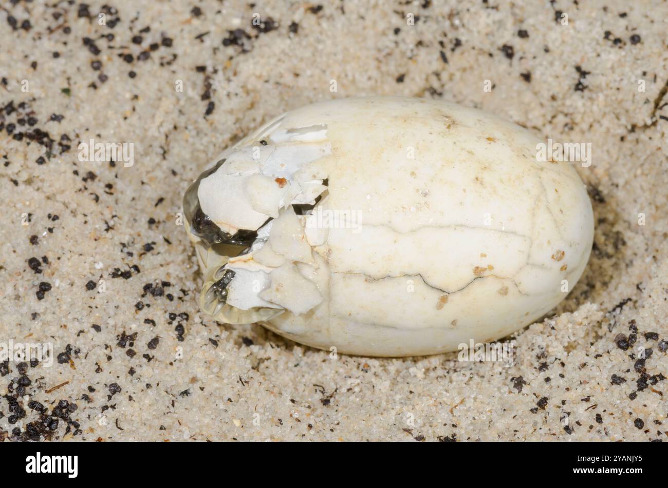 European Pond Tortoise (Emys orbicularis) Hatching from egg. Sussex, UK ...