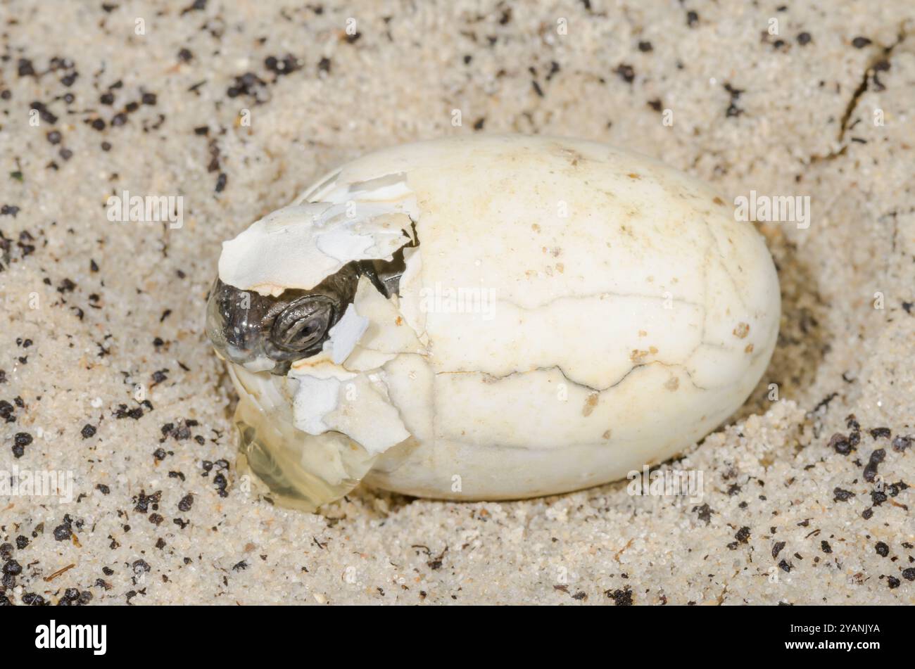 European Pond Tortoise (Emys orbicularis) Hatching from egg. Sussex, UK Stock Photo - Alamy