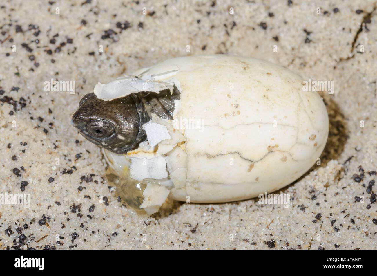 European Pond Tortoise (Emys orbicularis) Hatching from egg. Sussex, UK ...