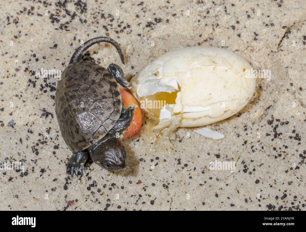 European Pond Tortoise (Emys orbicularis) Hatching from egg. Sussex, UK ...