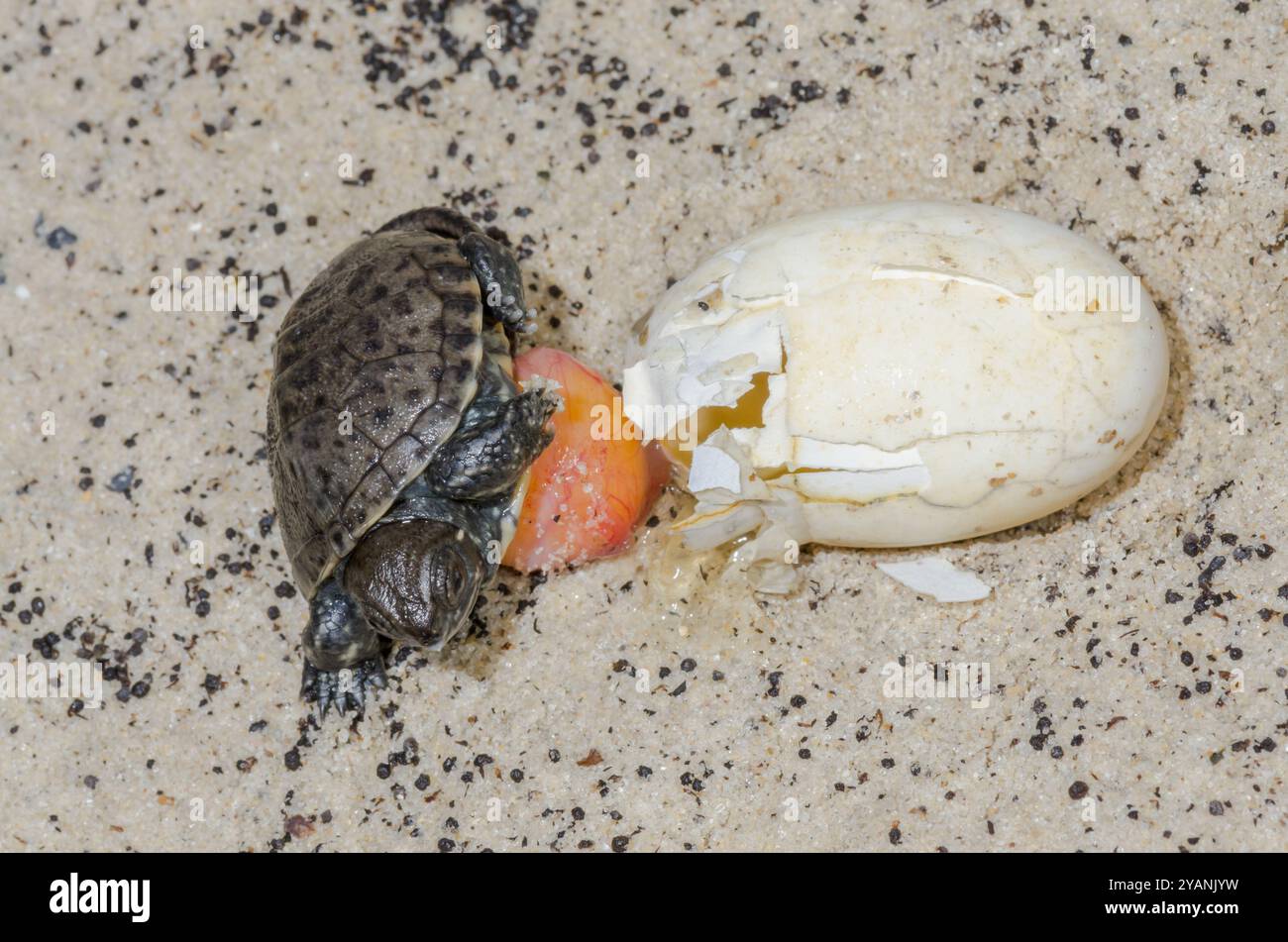 European Pond Tortoise (Emys orbicularis) Hatching from egg. Sussex, UK ...