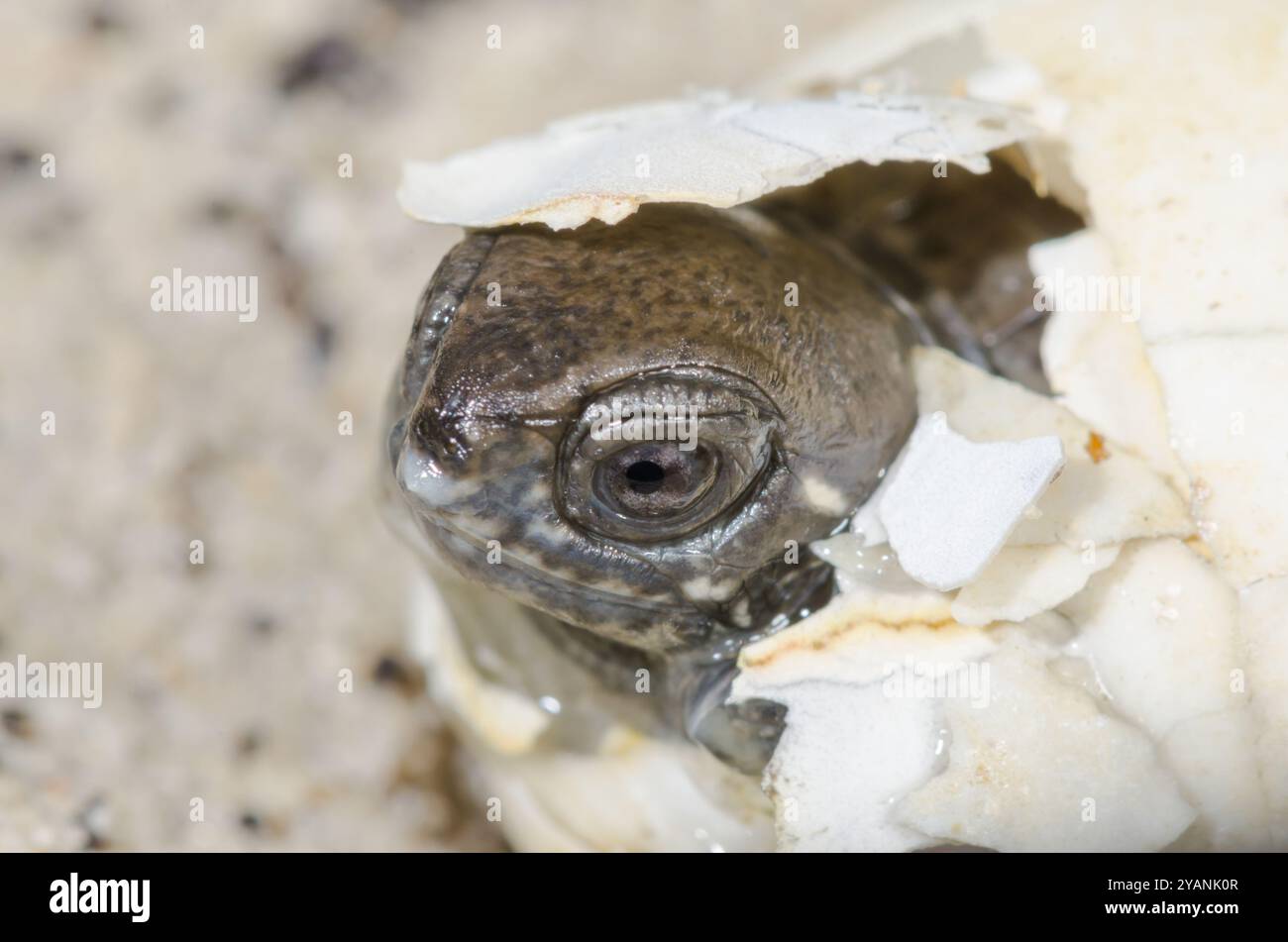 European Pond Tortoise (Emys orbicularis) Hatching from egg. Sussex, UK ...