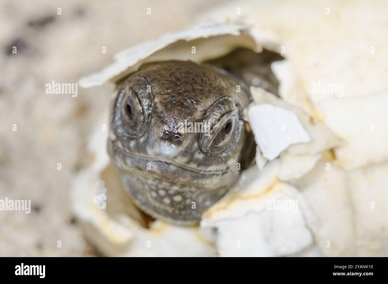 European Pond Tortoise (Emys orbicularis) Hatching from egg. Sussex, UK ...