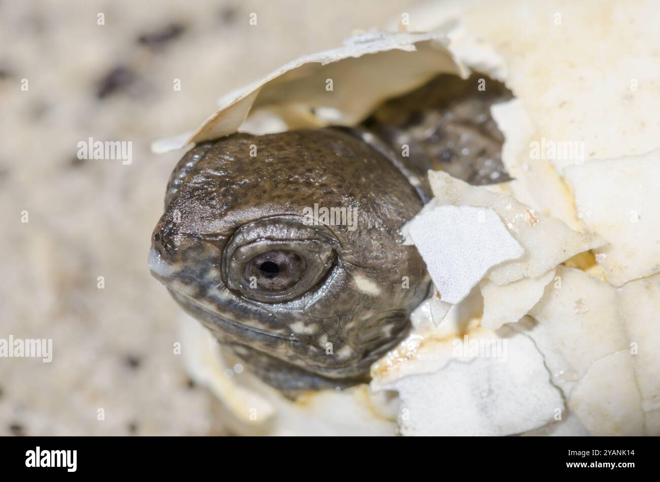 European Pond Tortoise (Emys orbicularis) Hatching from egg. Sussex, UK Stock Photo - Alamy