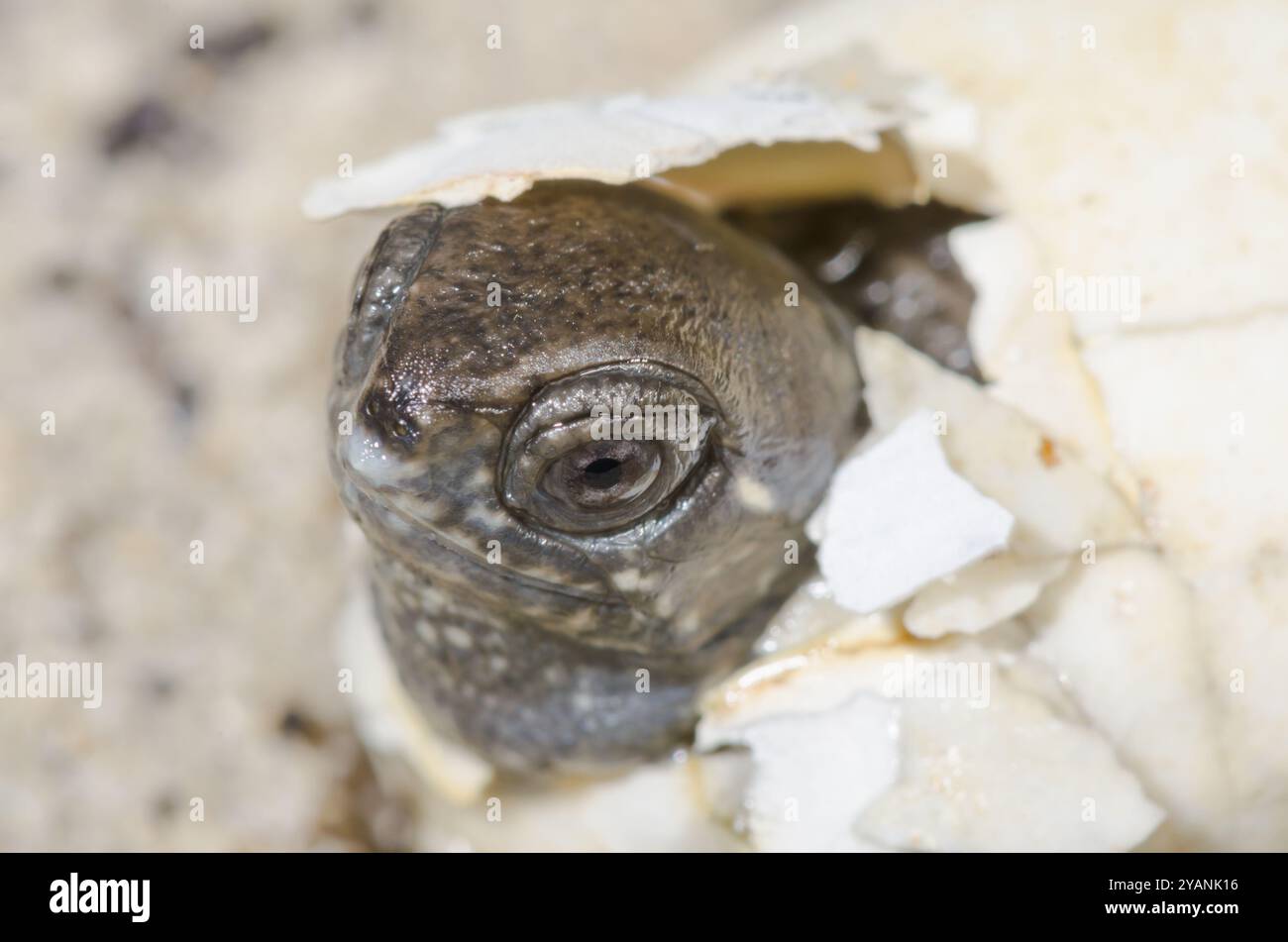 European Pond Tortoise (Emys orbicularis) Hatching from egg. Sussex, UK ...