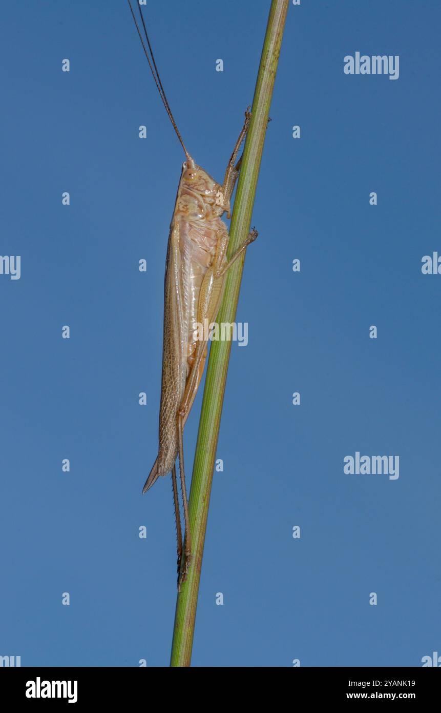 Extramacropterus Long winged Conehead BROWN form, Tettigoniidae ...