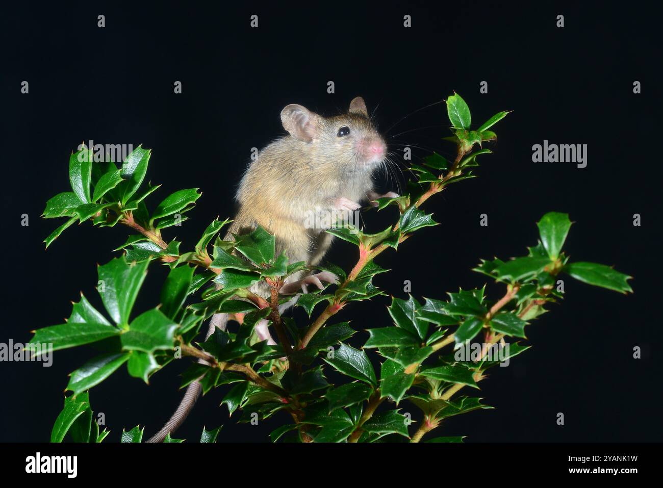 Adult house mouse Dorset, UK Stock Photo - Alamy