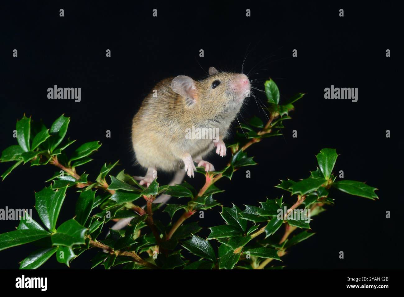 Adult house mouse Dorset, UK Stock Photo - Alamy