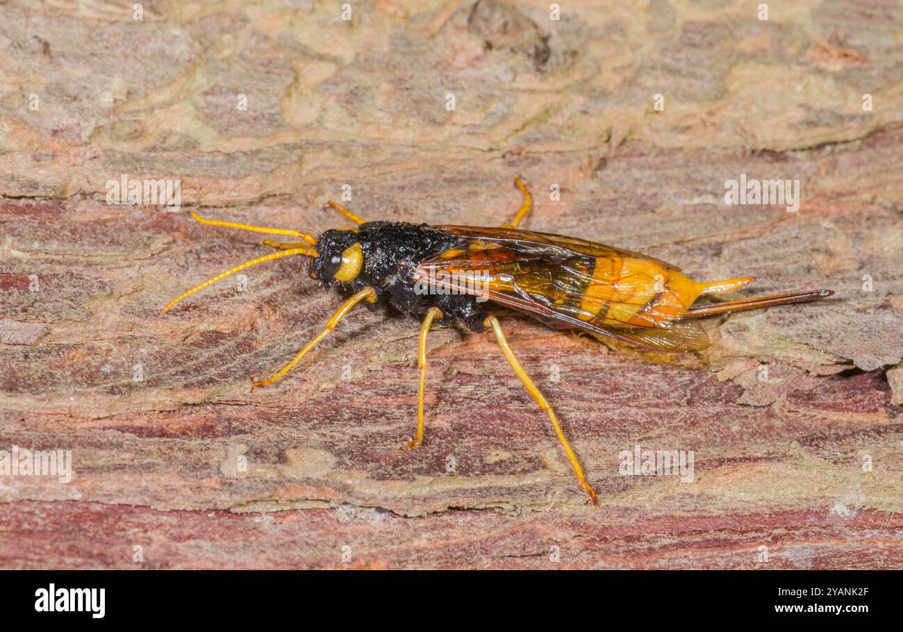 Giant Wood Wasp female (Urocerus gigas), Siricidae. Cornwall, UK Stock ...