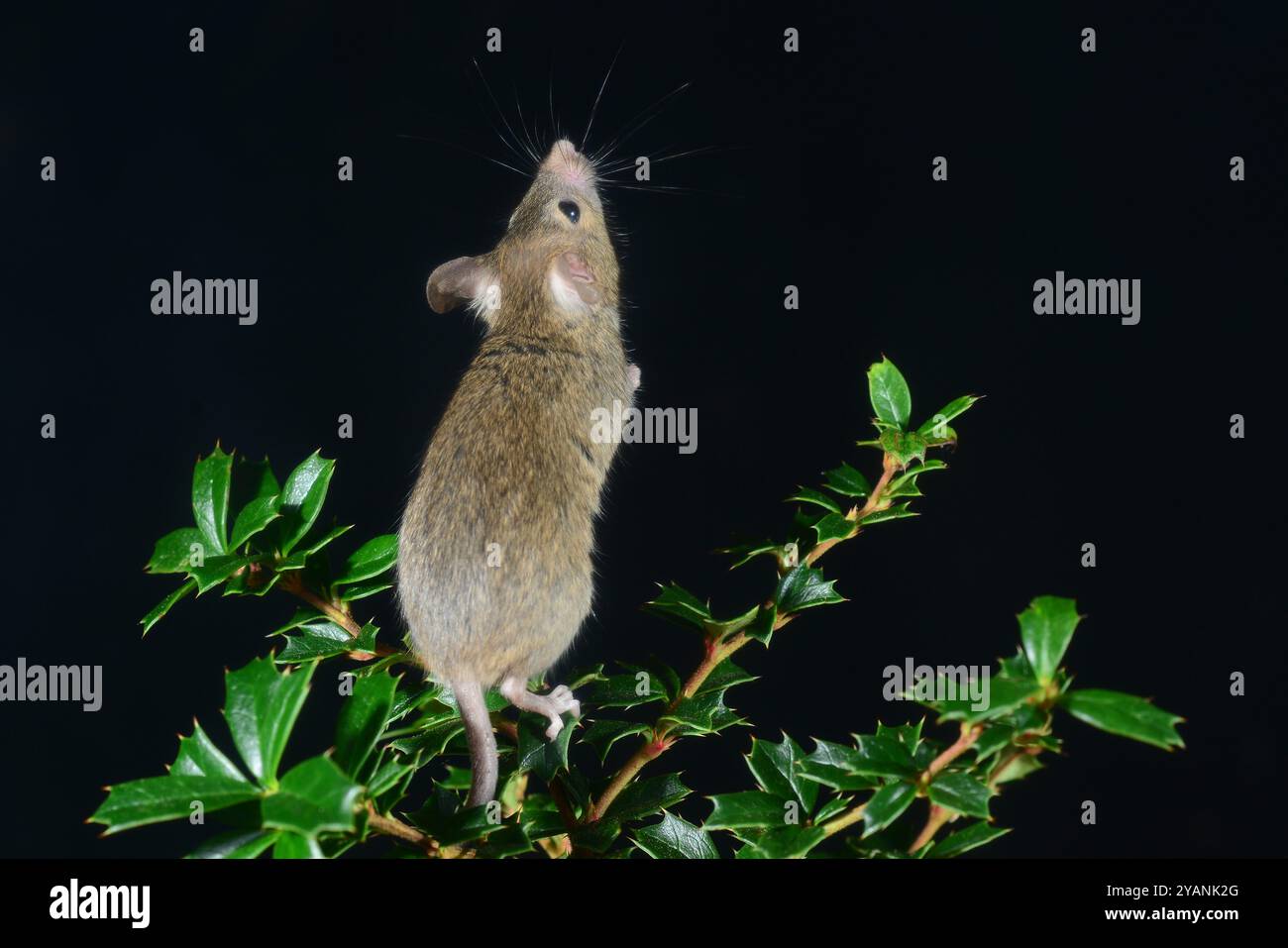 Adult house mouse Dorset, UK Stock Photo - Alamy