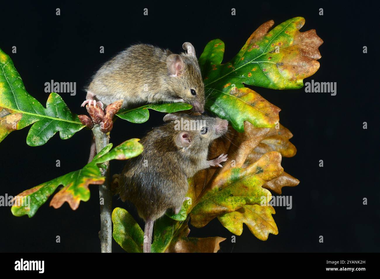Adult house mice Dorset, UK Stock Photo - Alamy