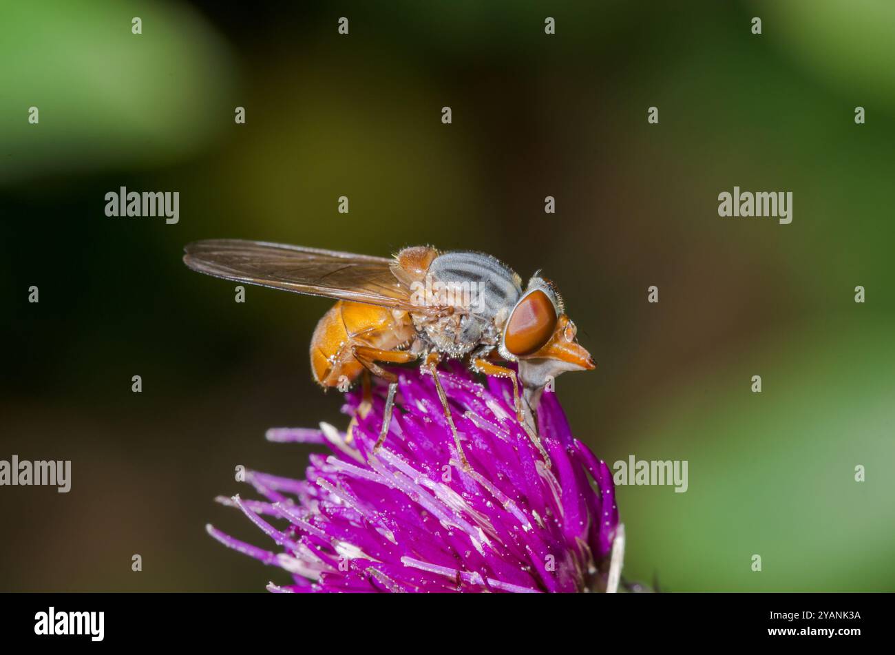 Rhingia rostrata hi-res stock photography and images - Alamy