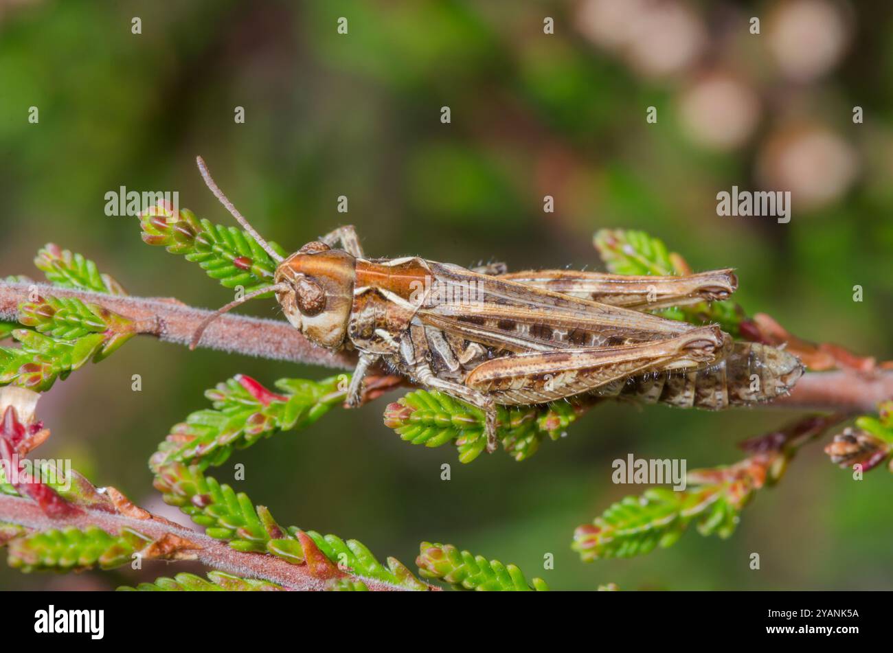 Mottled Grasshopper (Myrmeleotettix maculatus) on Heather, Acrididae ...