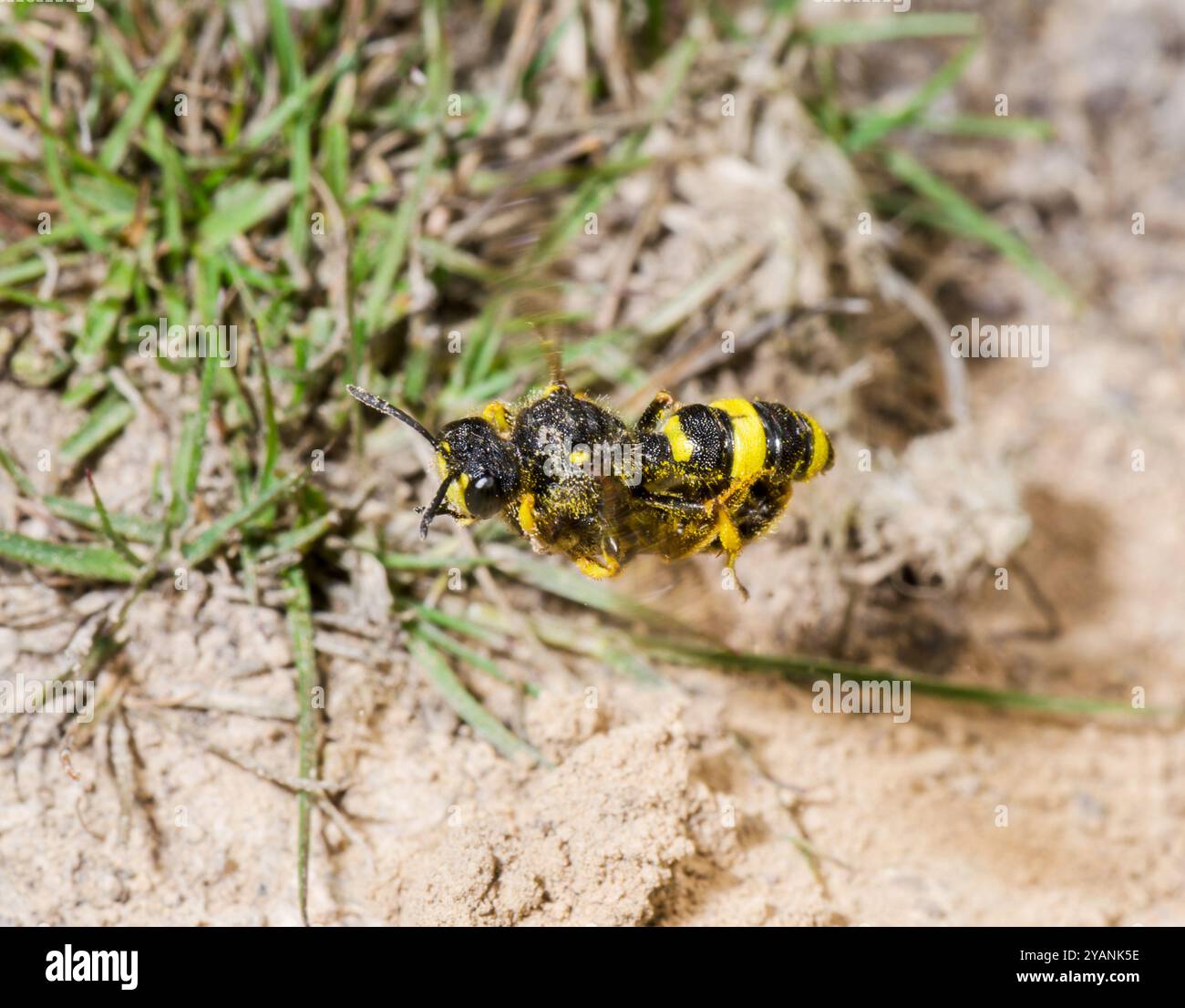 Ornate tailed Digger Wasp (Cerceris rybyensis) in flight carrying bee ...